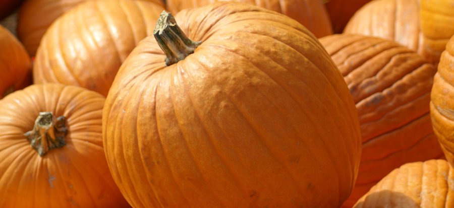 10 Facts About Pumpkins